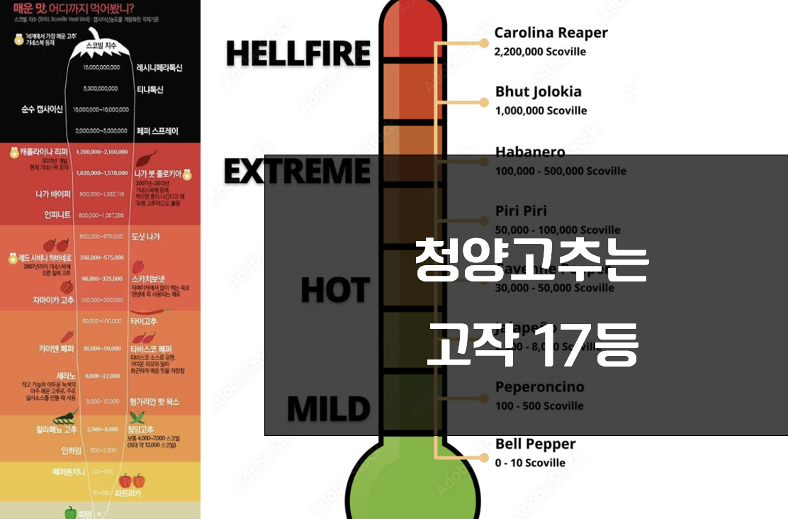스코빌 척도 매운맛을 평가하는 객관적인 방법 청양고추 17등