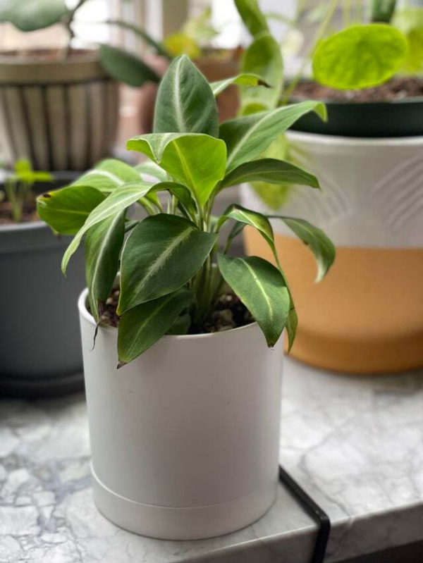 🌿 공기정화식물로 유명한 ‘스파티필름의 종류 개화 꽃 피우기 잎 끝이 갈색 번식 및 식물 키우는 방법