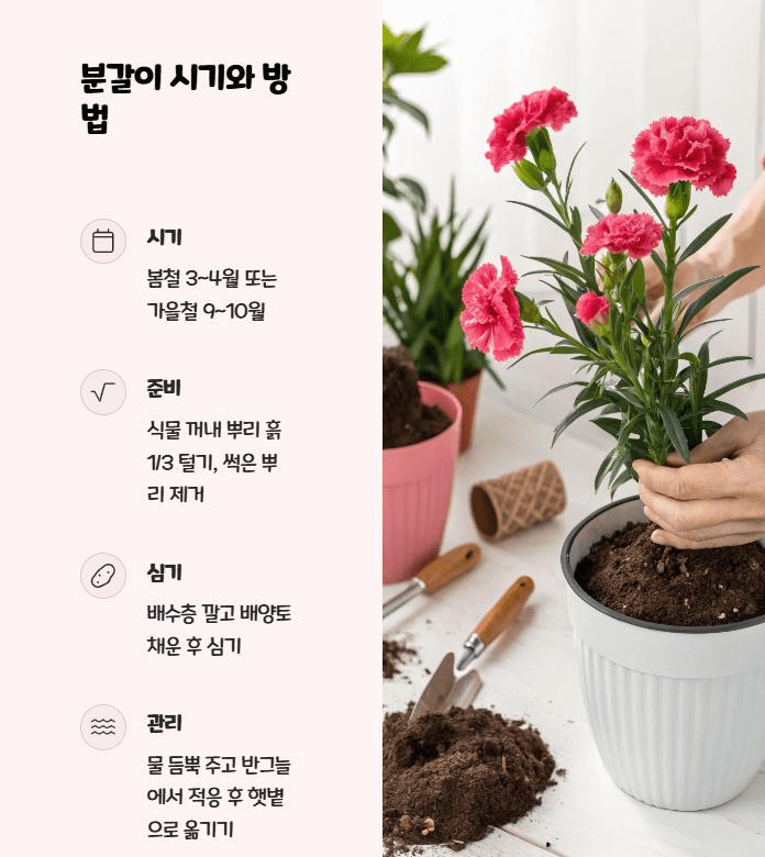 카네이션 화분 키우기 물주기 종류 분갈이 및 모종 심기 꽃말 꽃 피우기 팁