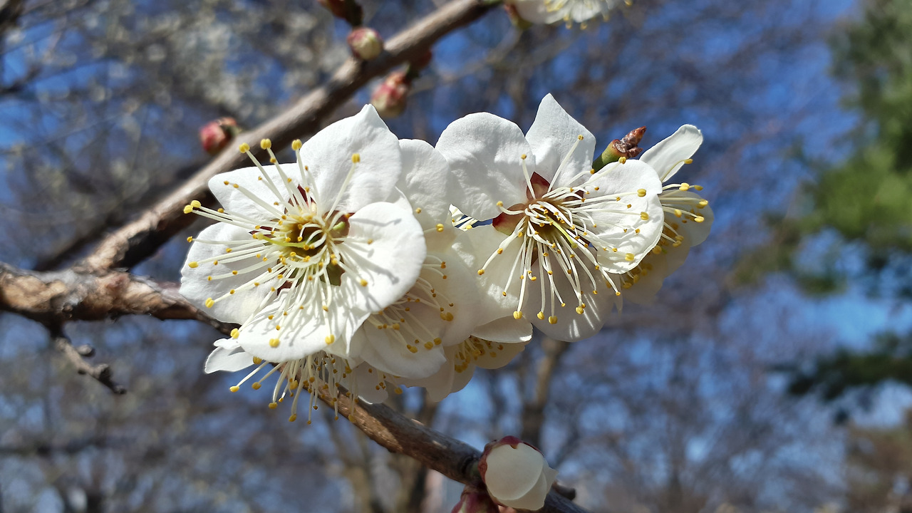 청매 :: jwk2121의 tistory입니다.