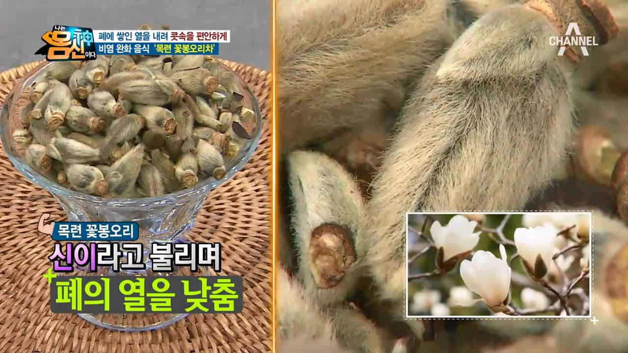 비염에 좋은 차 목련 꽃봉오리차 만드는 방법
