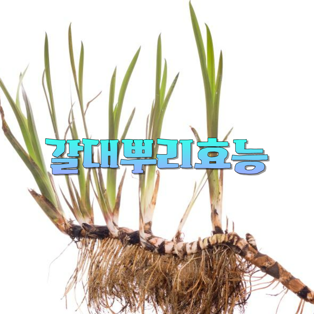 갈대뿌리 노근 효능 영양성분 먹는방법 부작용