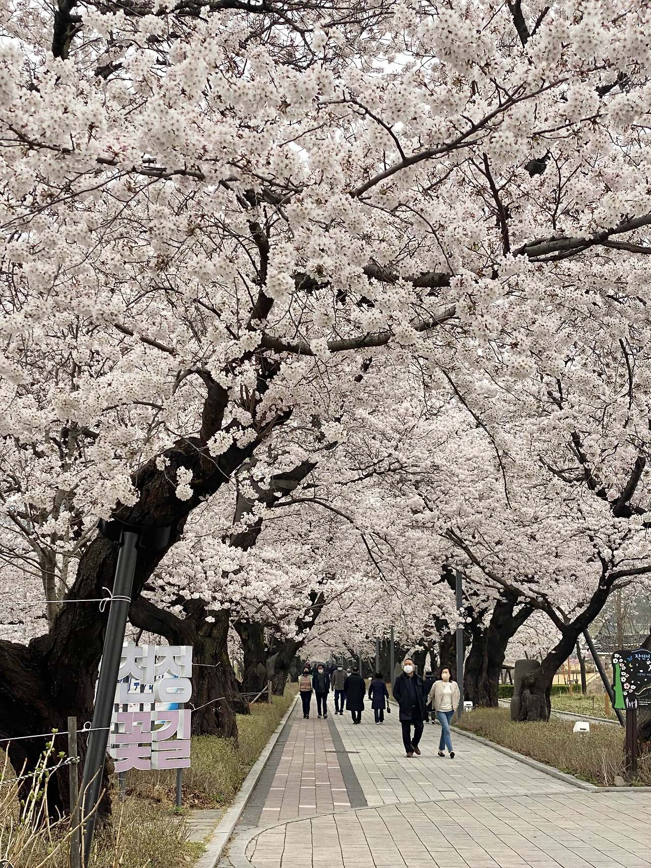 울산 벚꽃 명소 작천정 언양 카페 이너리트까지