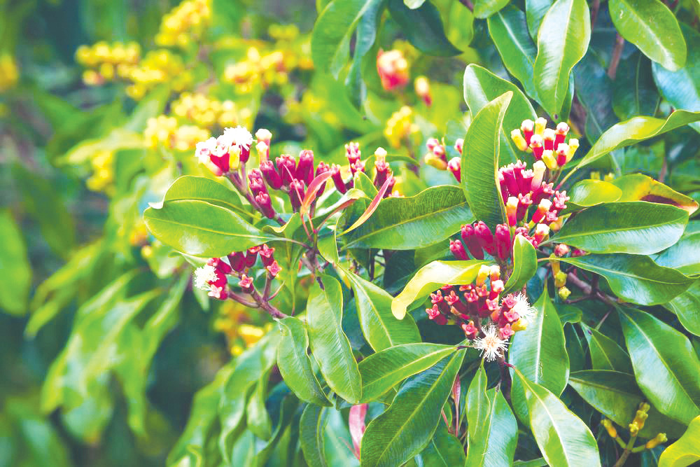 3월의 허브이야기 클로브 버드 (Clove Bud)