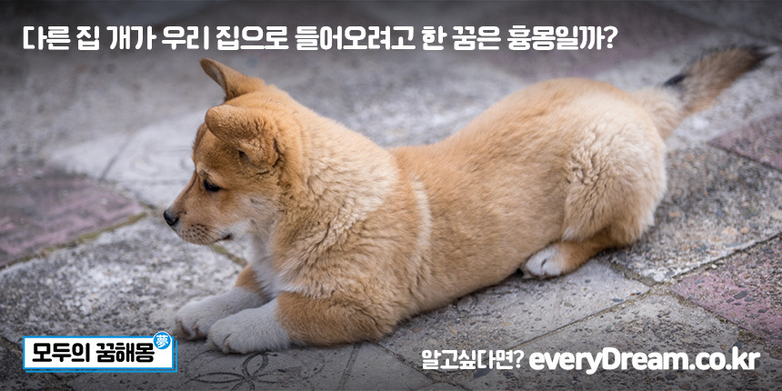 집에 개가 들어오는 꿈 해몽 개가 집에 들어온 꿈 개가 집으로 들어오는 꿈