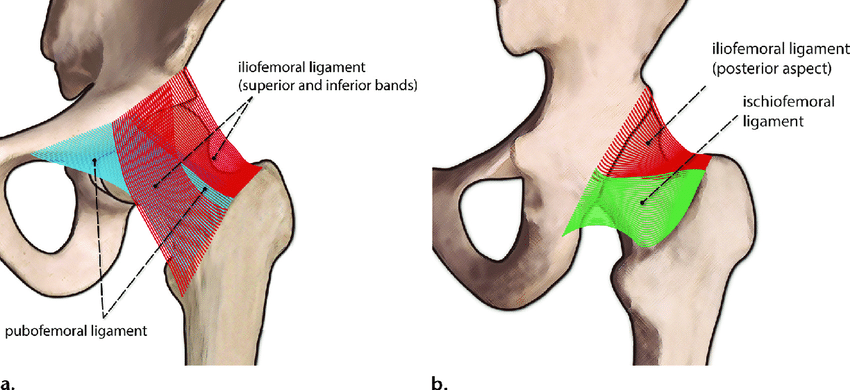 hip-joint