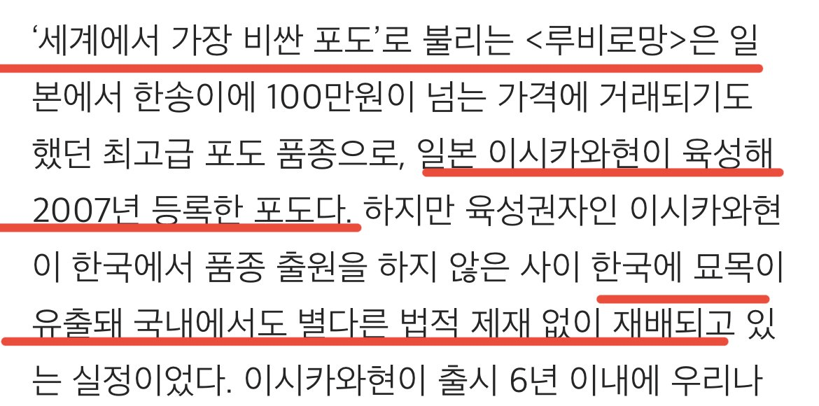 2022년 11월 일본 포도 품종인 루비로망을 진짜 한국이 훔쳤을까 일본의 억지