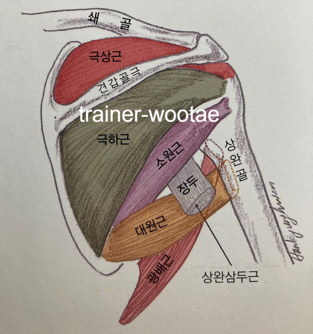 8 극하근infraspinatus 해부학 알면 이득 모르면 손해