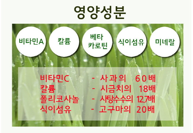 새싹보리 분말 효능 먹는법