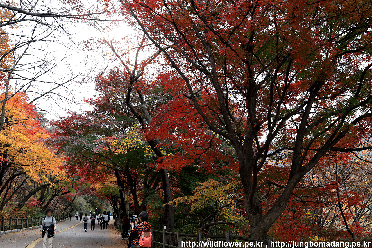 남산 북측 순환 산책로 야외식물원 단풍 And 김건희 특검 윤석열 퇴진탄핵 14차 촛불대행진 참석 2022 11 12