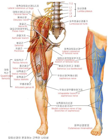 대퇴앞면통증 허벅지통증ft 대퇴신경 파헤치기