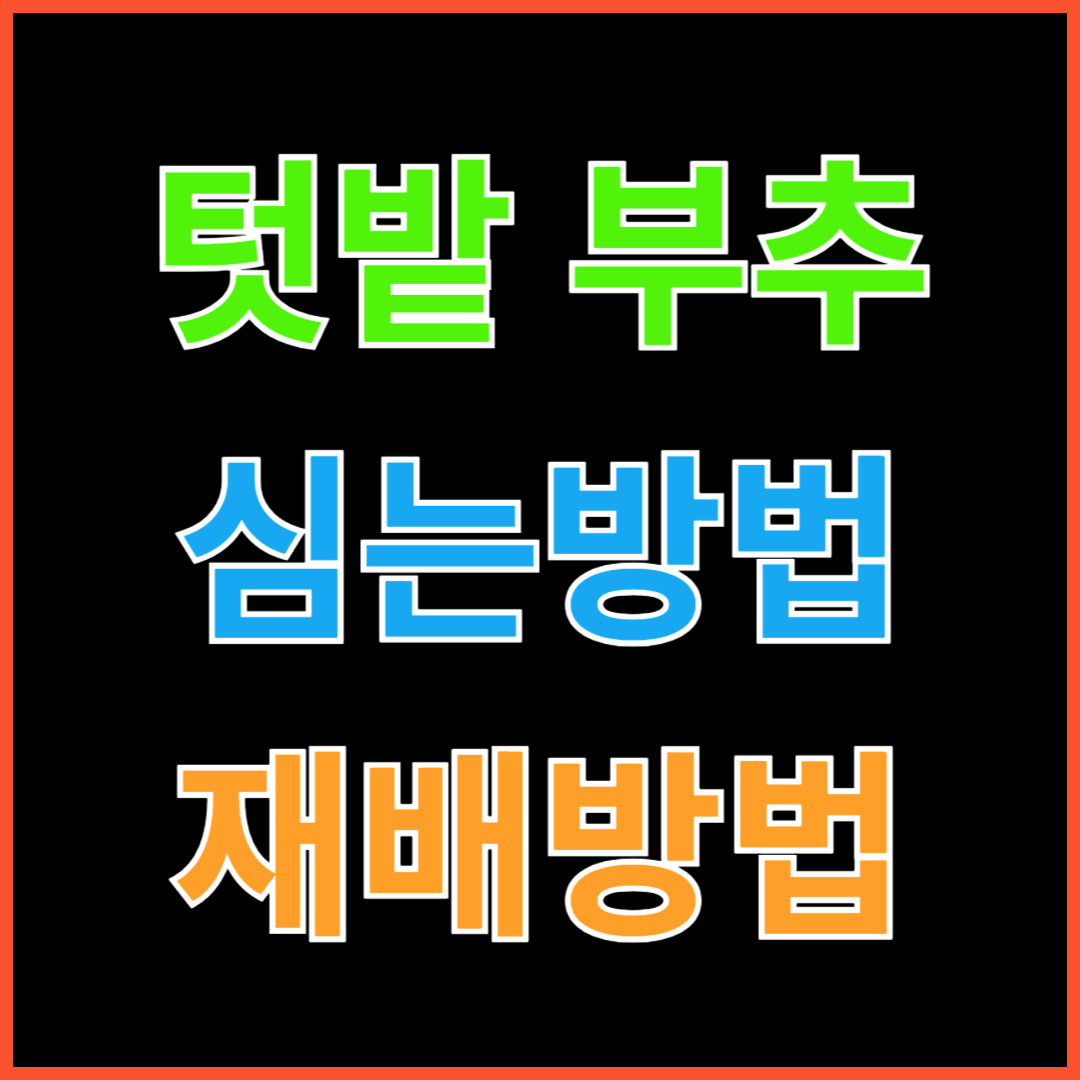 부추 키우기 재배 방법 심는 시기 효능 알아보기