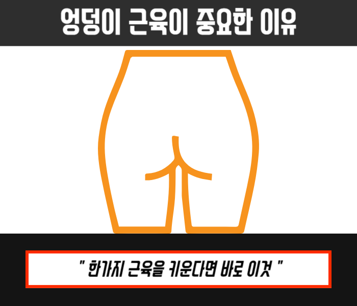 엉덩이 근육이 중요한 이유 꼭 한가지만 키운다면 이 근육을 키우세요