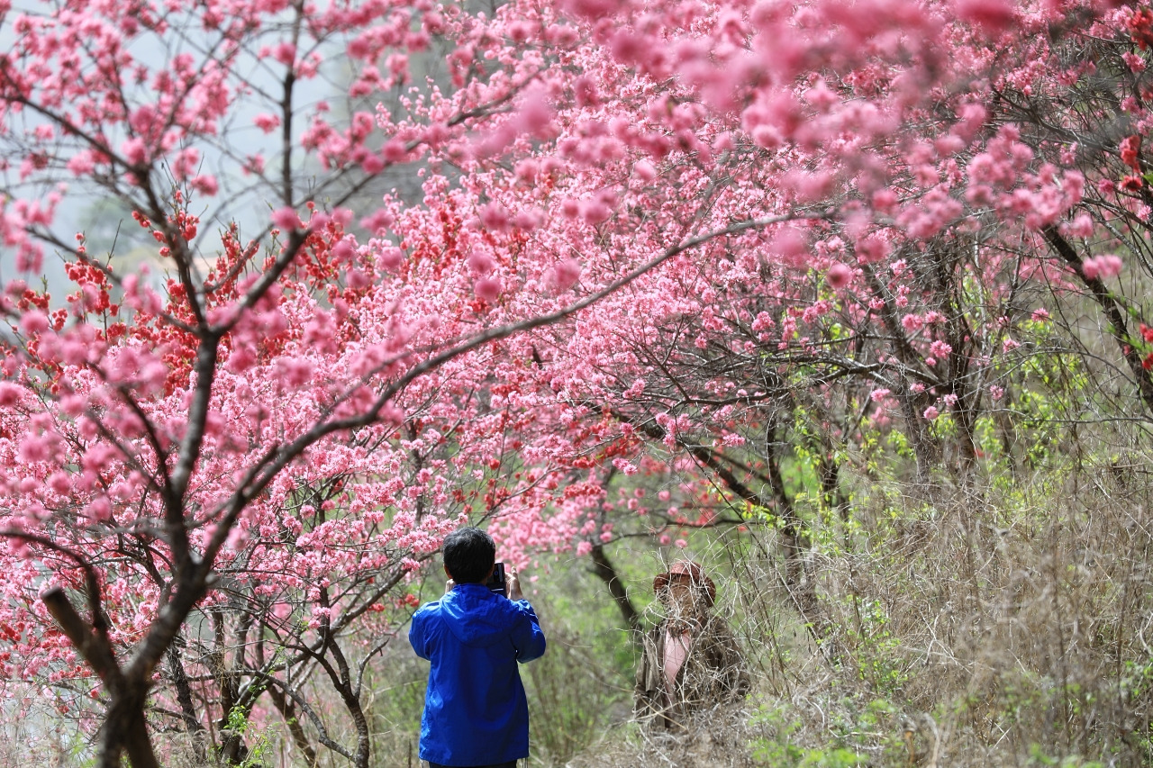 국화를 닮은 홍도화 국화도 꽃 진분홍 국화도화