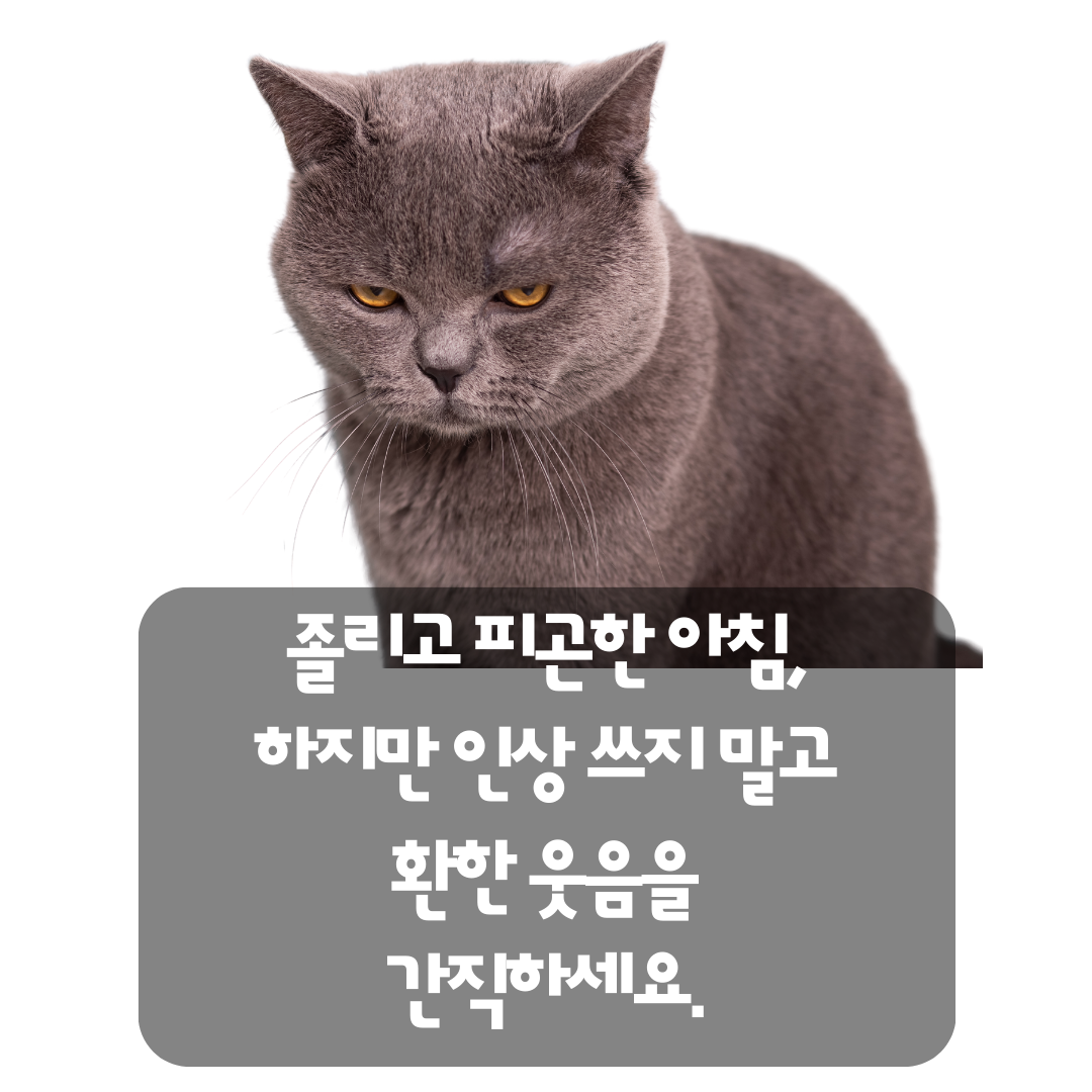 기분 좋은 아침 인사말 이미지 문구 모음