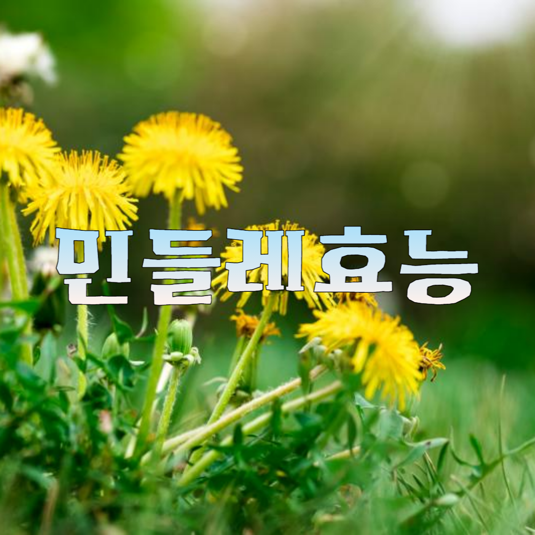 민들레 효능 영양성분 고르는법 부작용
