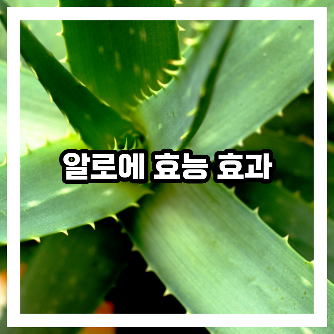 알로에 생김새와 특징 성분 효능 이용법 먹는법 주의사항 한꺼번에 알아보자