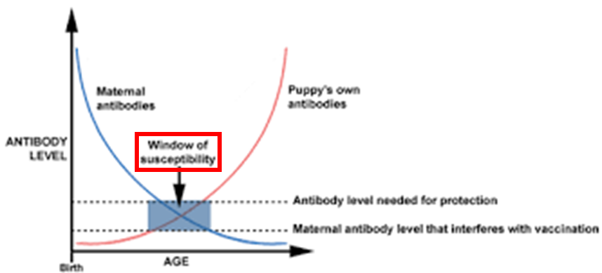 2. 강아지 성장 주기 및 예방 접종