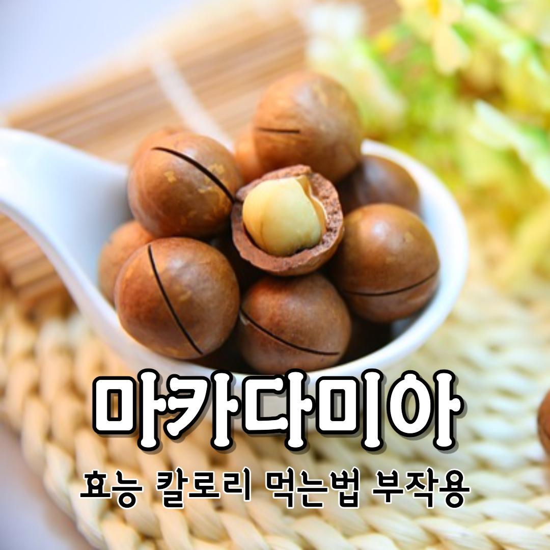 마카다미아 효능 칼로리 부작용 먹는법 호주 베트남