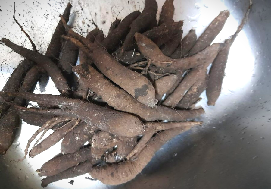 더덕재배 수확시기와 심는시기더덕주 담그는법담그기더덕 담금주 효능