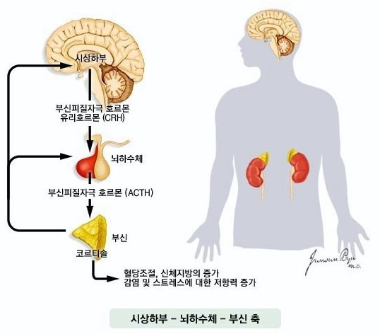 스트레스와 Hpa시상하부 뇌하수체 부신피질축 기질 이해