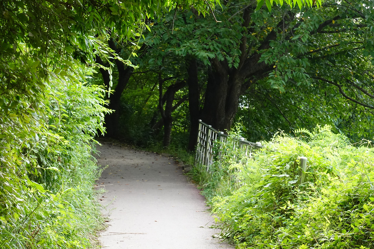 [20230813]안양 학의천 길. 남쪽 천변 흙길. 산책로