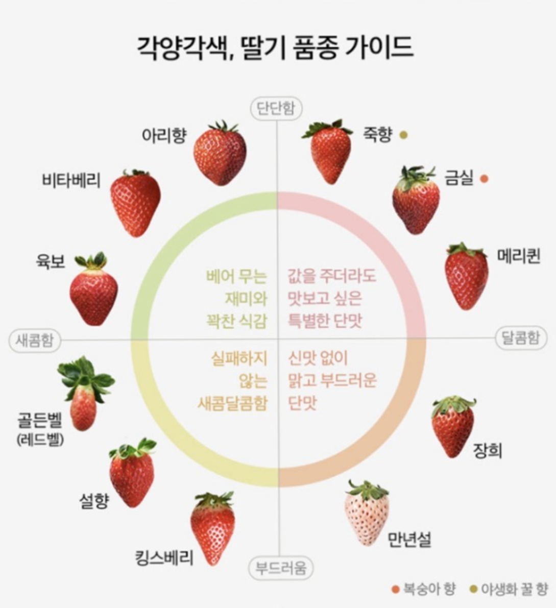 딸기 종류와 효능 딸기 지도 딸기 뷔페 정보