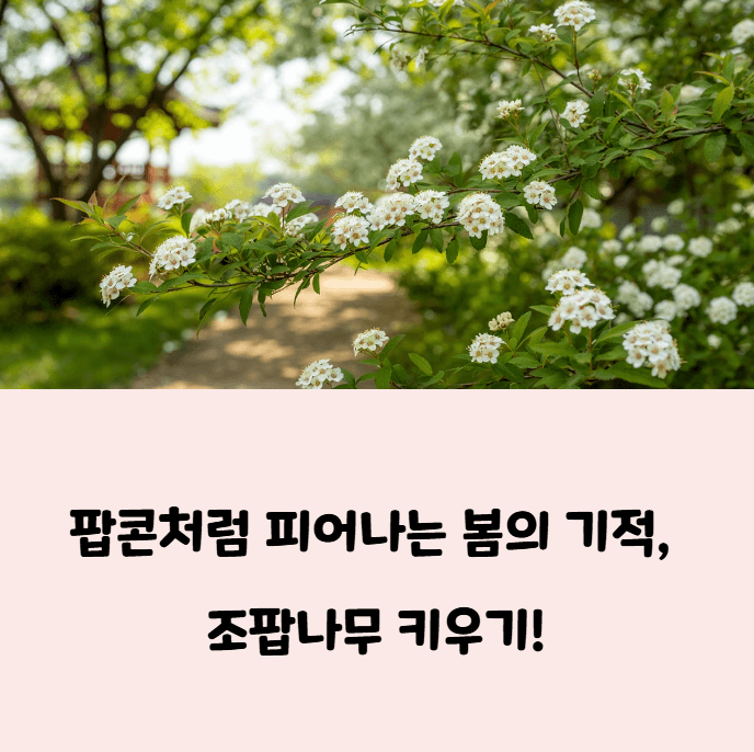 조팝나무 키우기 꽃 개화시기 종류 꽃말 이팝나무 차이 삽목시기 및 방법