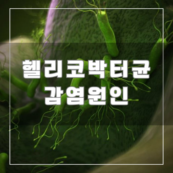 헬리코박터 파일로리의 특성 및 감염경로 진단 및 치료에 대하여 알아봅니다