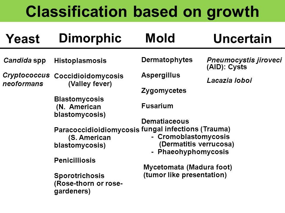 항진균제 Antifungal agents (1) : 항진균제의 종류, Polyenes, Amphotericin B, Azoles ...