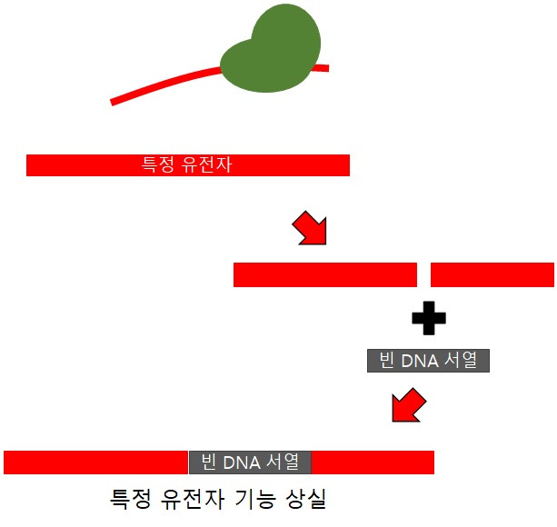 유전자 가위crispr Cas9를 이용한 유전자 기능 상실 Knock Out을 하는 방법 1