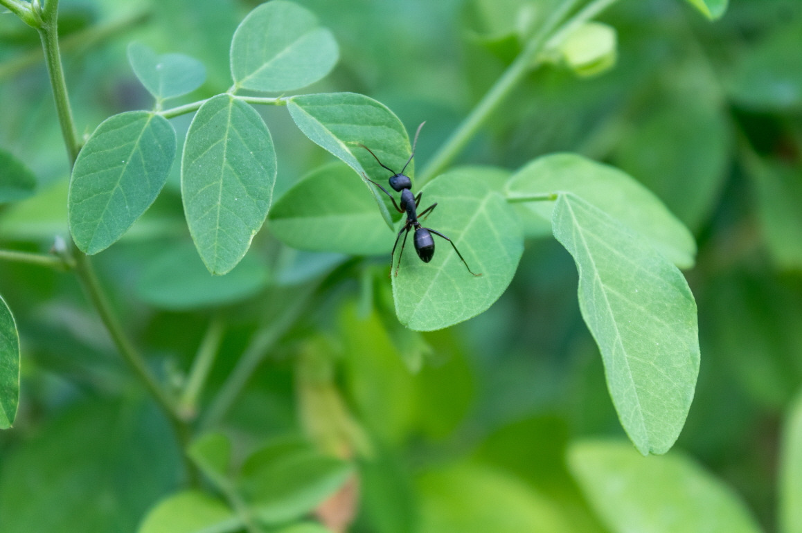 개미의 종류와 유해성에 대해 알아봐요.