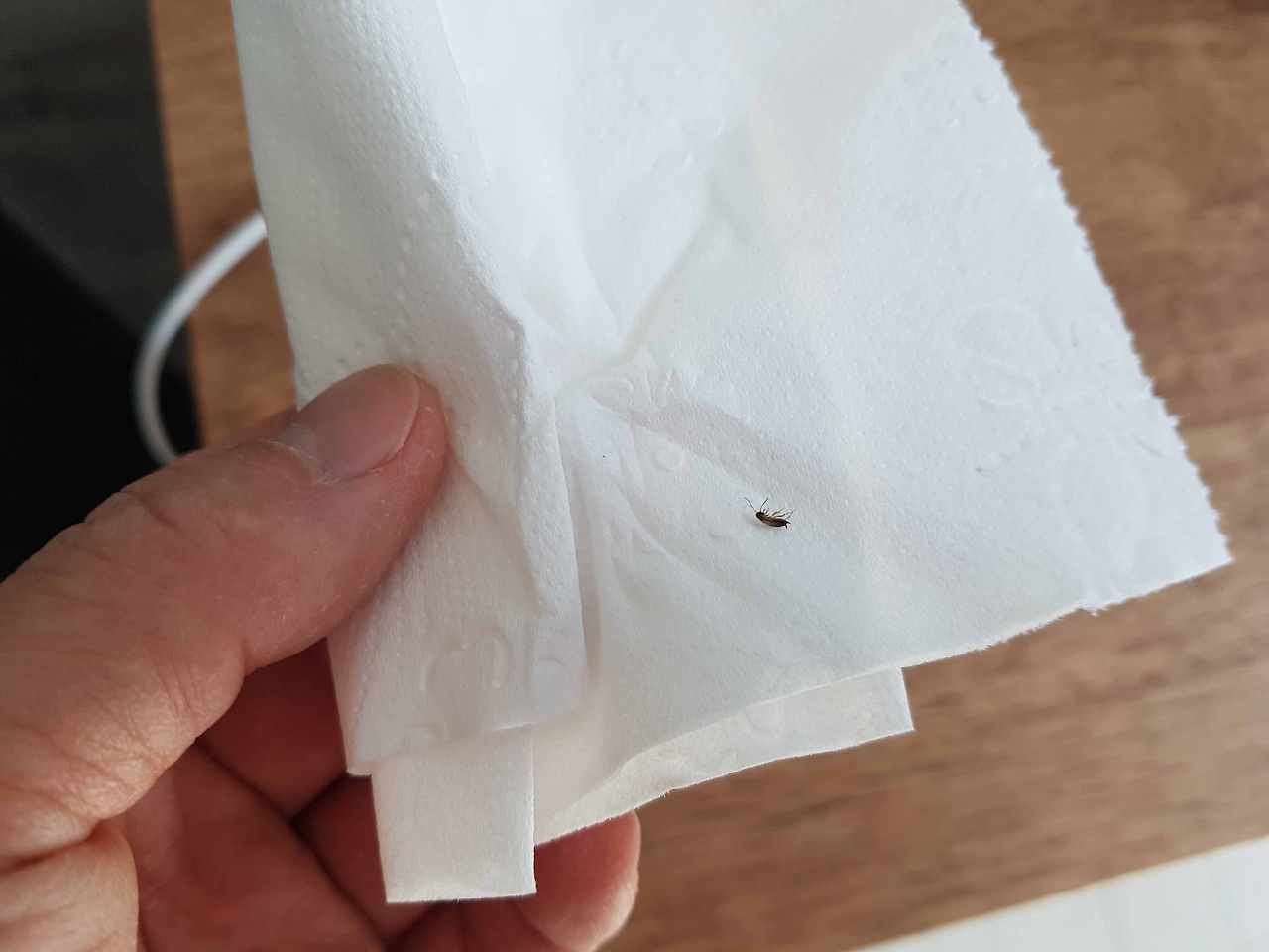 새로 이사한 집에 바퀴벌레 발견 세스코 내돈내산 후기 세스코 무료 방문 견적ㅣ가정집 바퀴 해충 케어 한달 비용 가격