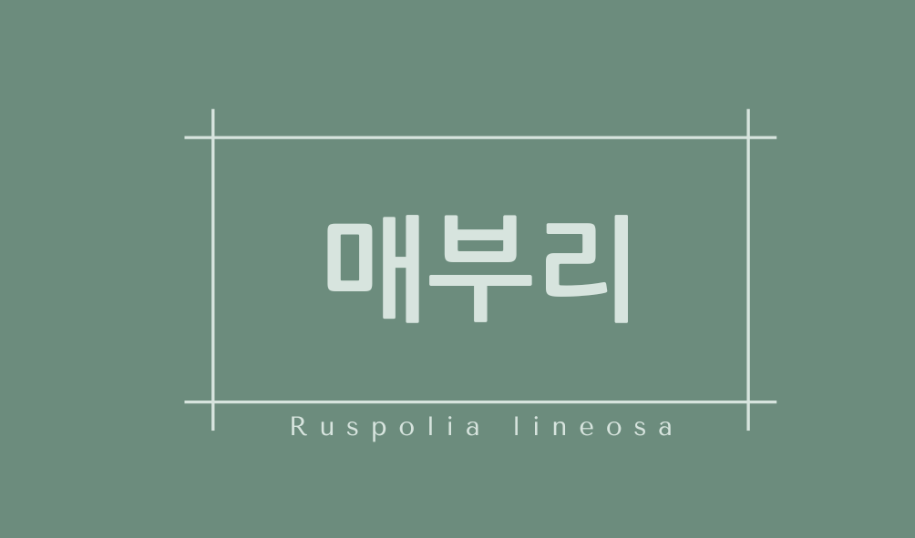 매부리(Ruspolia lineosa)특징,서식지,종류,천적,수명,몸무게,꿈해몽