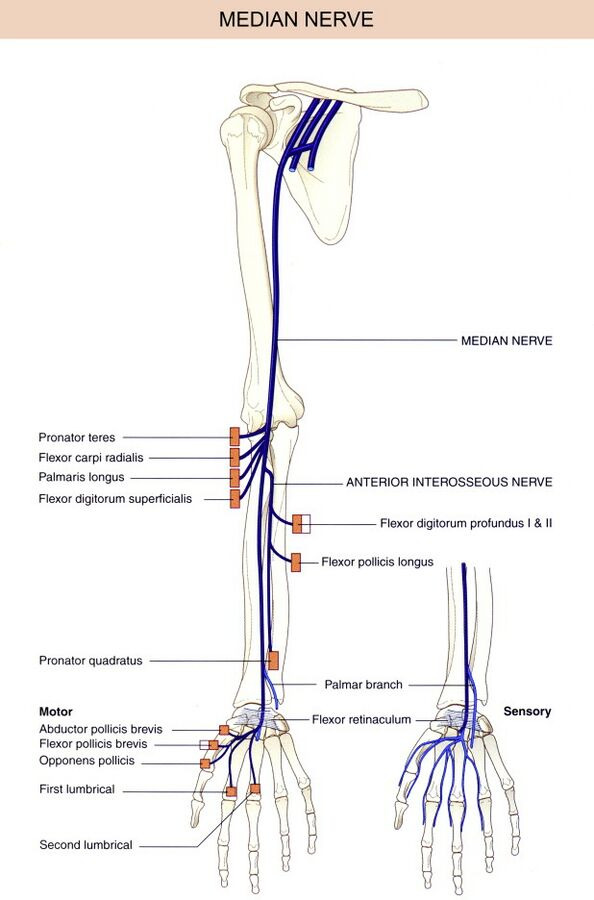 신경전도검사 Median Nerve정중신경 검사방법 피할 수 없으면 즐기자