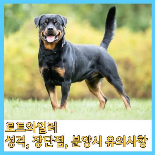 로트와일러 성격 장단점 분양시 유의사항
