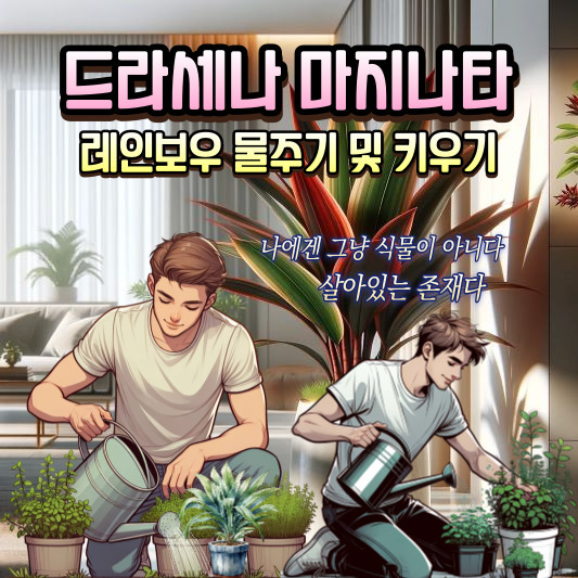 드라세나 마지나타 레인보우 물주기 및 키우기