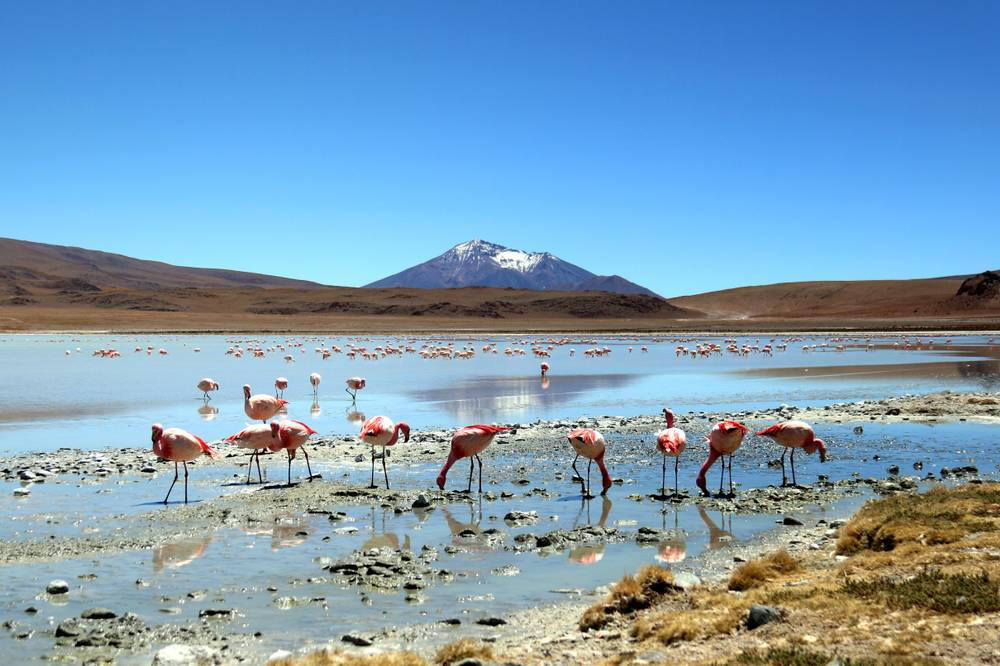 Laguna Hedionda: Bolivia's "Stinking Lake"