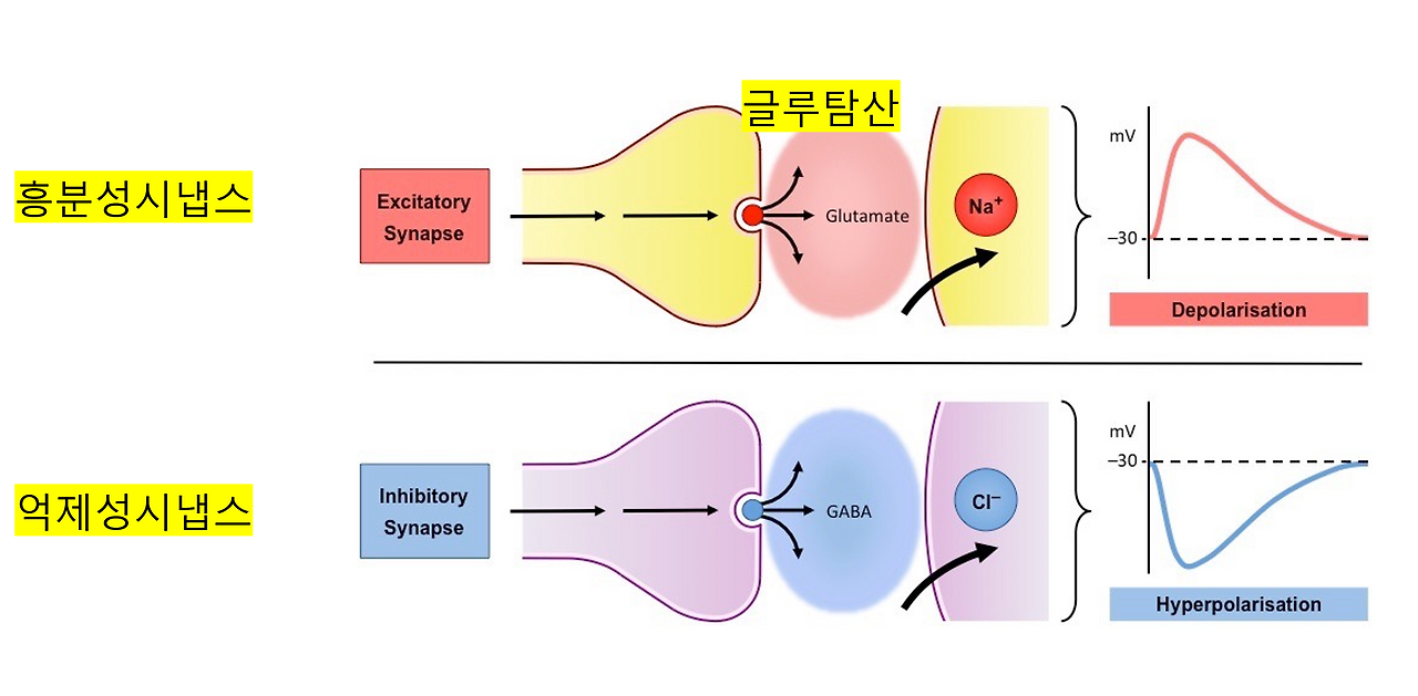 신경계 And 내분비계 정리 자율신경 호르몬 신경전달물질