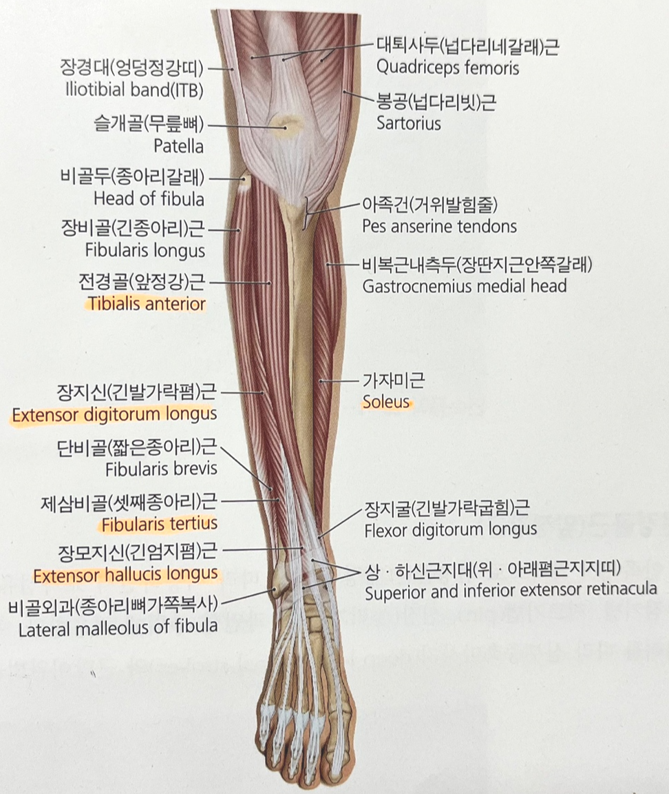 정강이 앞 근육 통증 해결 검상경골shin Splints 칼정강뼈 마사지 치료방법