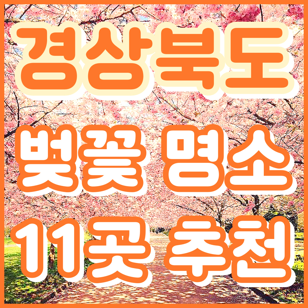 경상북도 벚꽃 11곳 명소 경주 추천 포항 청도 상주 구미 문경 벚꽃길 개화시기 드라이브 코스