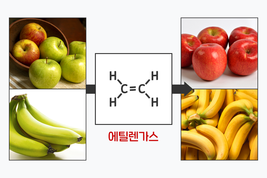 사과는 왜 다른 과일을 빨리 상하게 할까