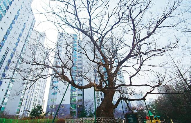 서울and 장태동의 서울의 숲과 나무 ⑲ 강남의 오래된 나무와 숲길 강남 빌딩 숲도 800년 느티나무 풍취보다 높진 않았다