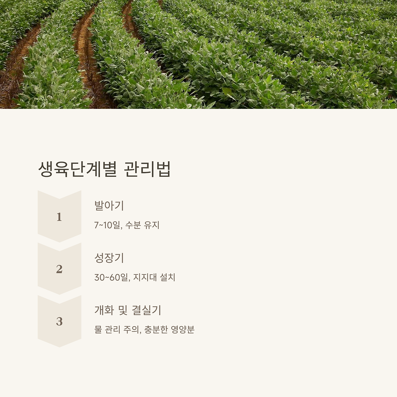 서리태 파종시기와 재배방법