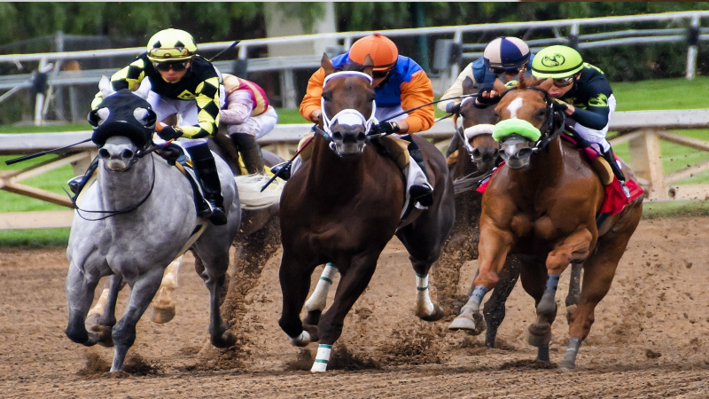 한국마사회 경마정보 홈페이지 (https://race.kra.co.kr) 바로가기