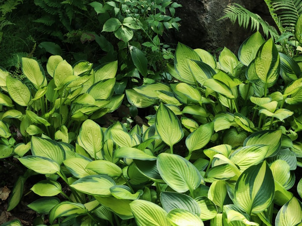 비비추의 다양한 품종