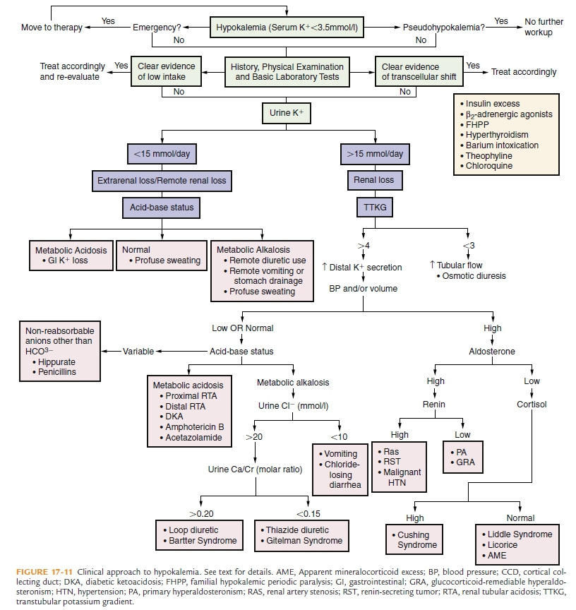 칼륨 계산기 (TTKG, Urine K-to-Cr ratio ; 하루 소변 K 배출량 추정)