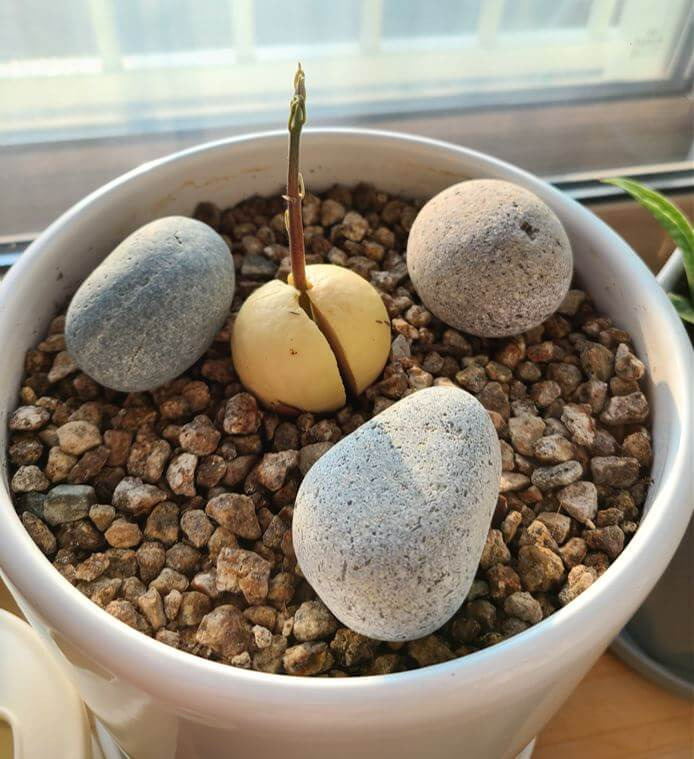 집에서 아보카도 키우기 쉽게 따라하기 수경재배 화분