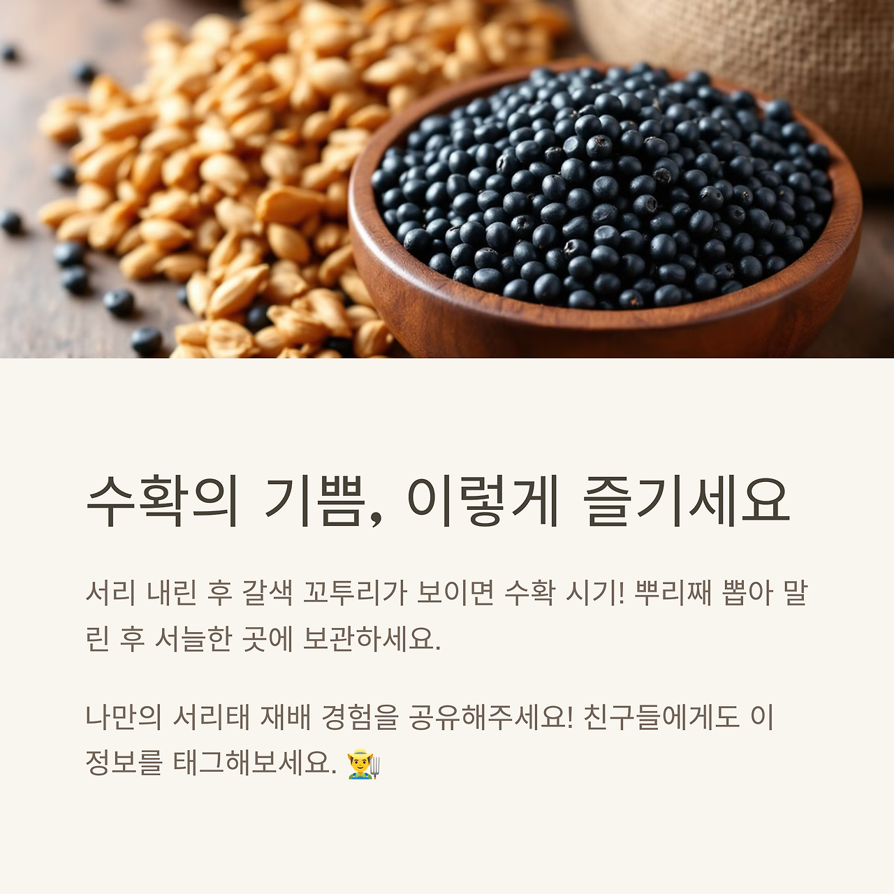 서리태 파종시기와 재배방법