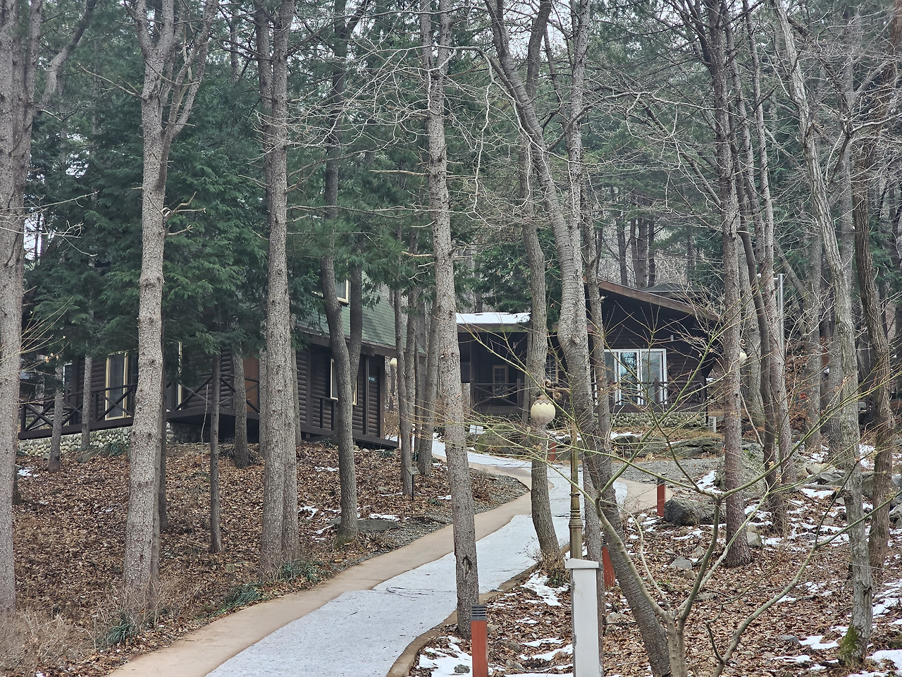 보령가볼만한곳 성주산자연휴양림 편백나무숲